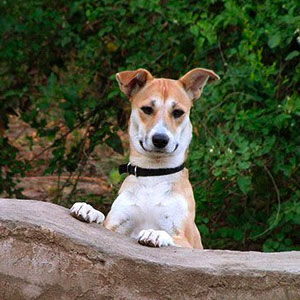 Flatdogs Camp, South Luangwa National Park